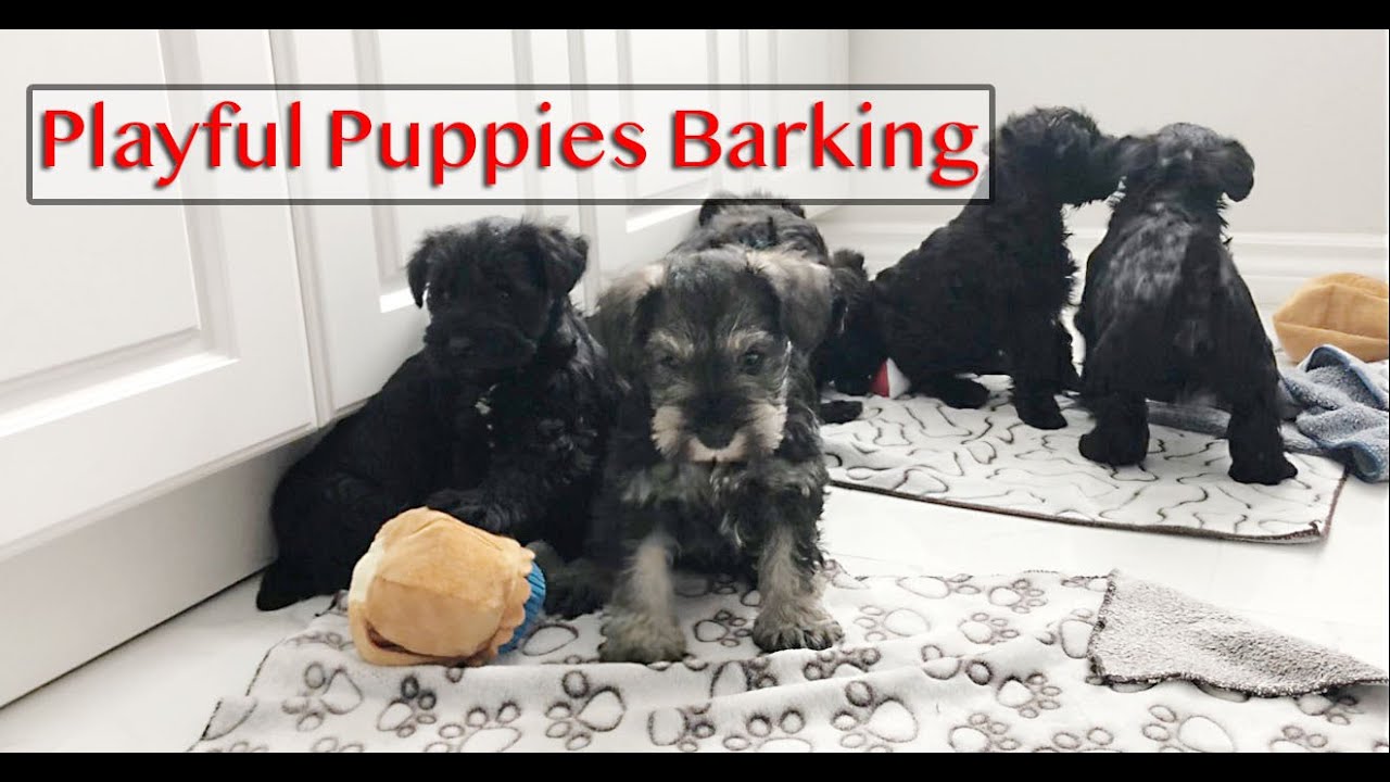 🐶 2 Litters of Mini Schnauzer Puppies Playing Together - SOUND ON ...