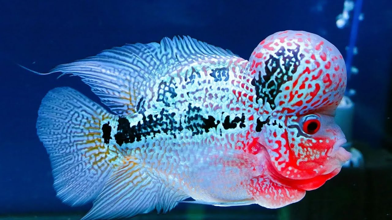 My Flowerhorn baby Day 1 to 3 Week - YouTube