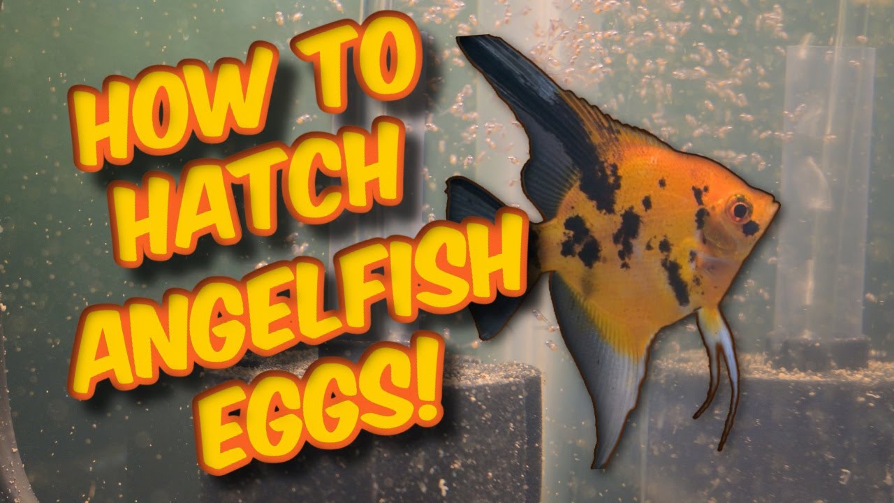 How To Hatch Angelfish Eggs- Super Easy Method - YouTube