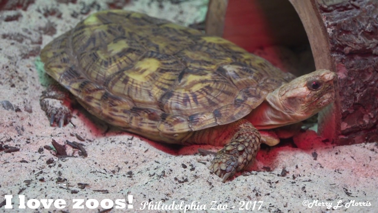 Philadelphia Zoo Pancake Tortoise Gets Out of Tight Situation on Cue ...