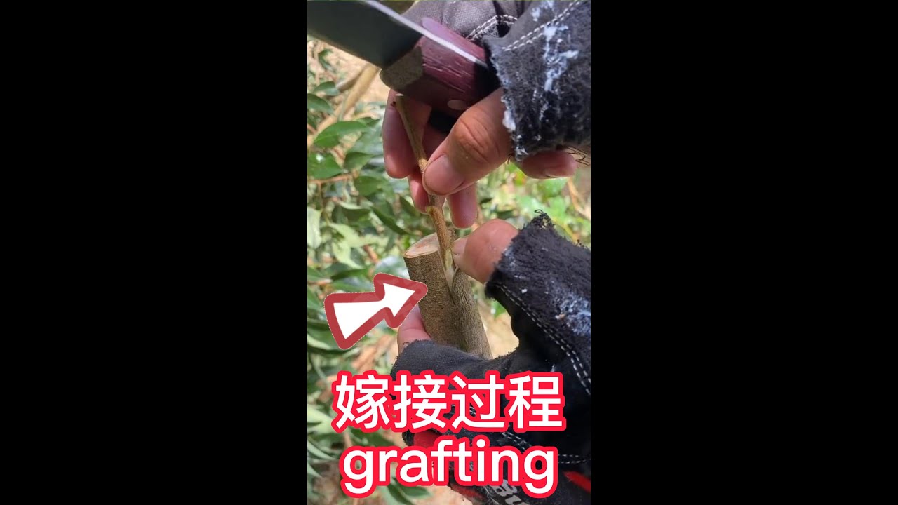Teach you how to grafting, the detailed process of lychee grafting荔枝挑皮 ...