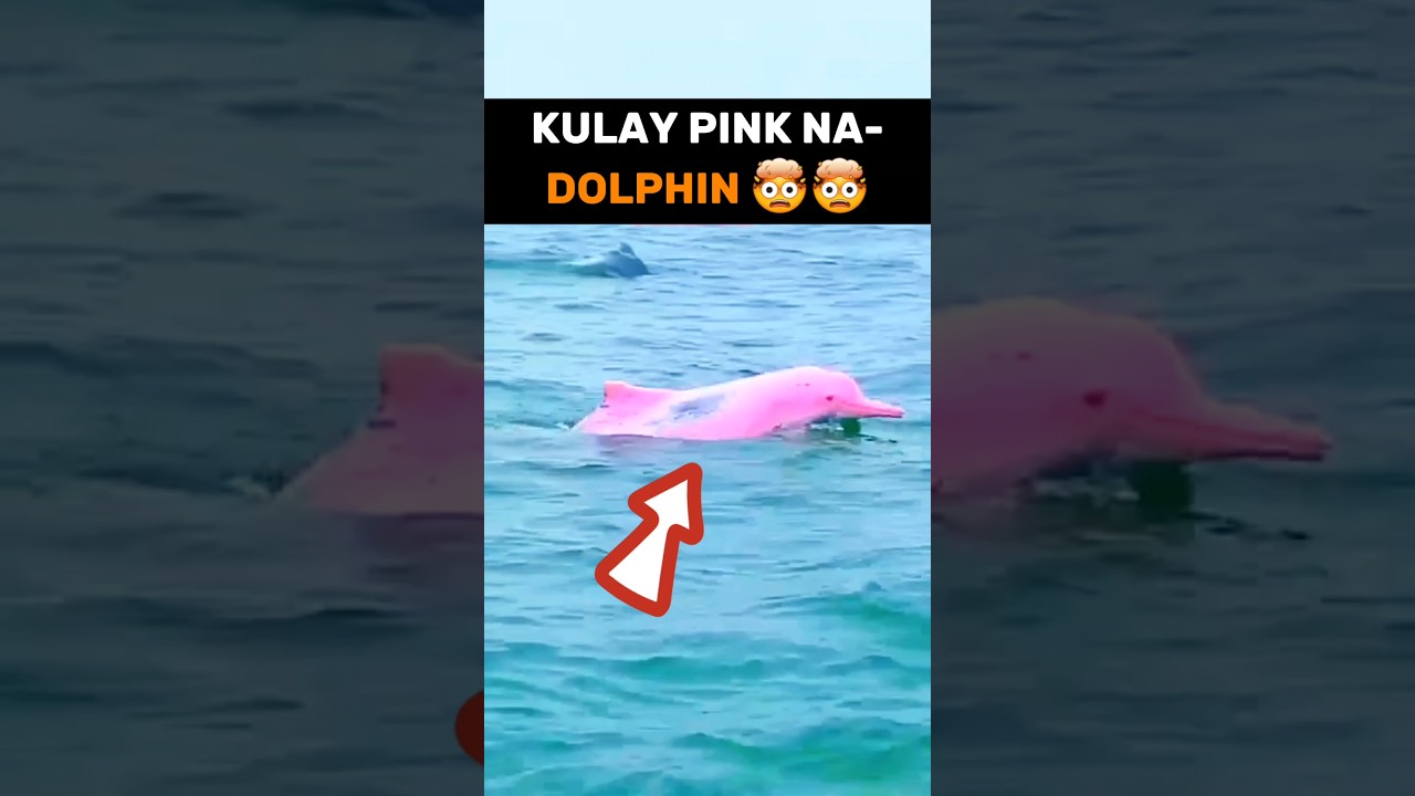 Pink dolphin, have u seen this before? 🤯 - YouTube