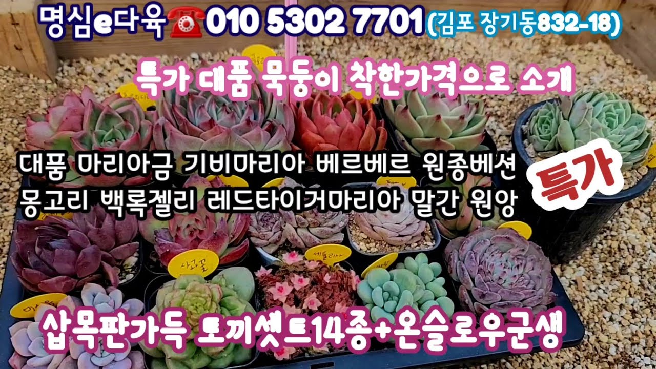 명심e다육 삽목판가득 토끼셋트14동온슬로우군생큰대형사이즈 명품다육특가소개기비마리아 베르베르 원종베션 몽고리 백록젤리 등