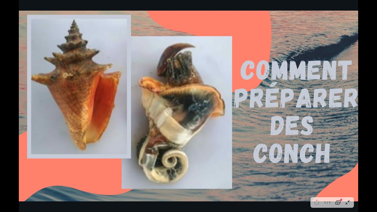 En 3 min ouvrir des conchs /lambi /conques ! La barbade n°3 (Épisode 11 ...
