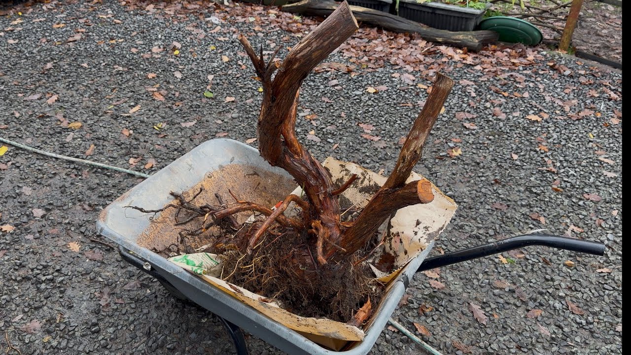 Big Tree Stump No.1 Starts its Bonsai Journey - YouTube