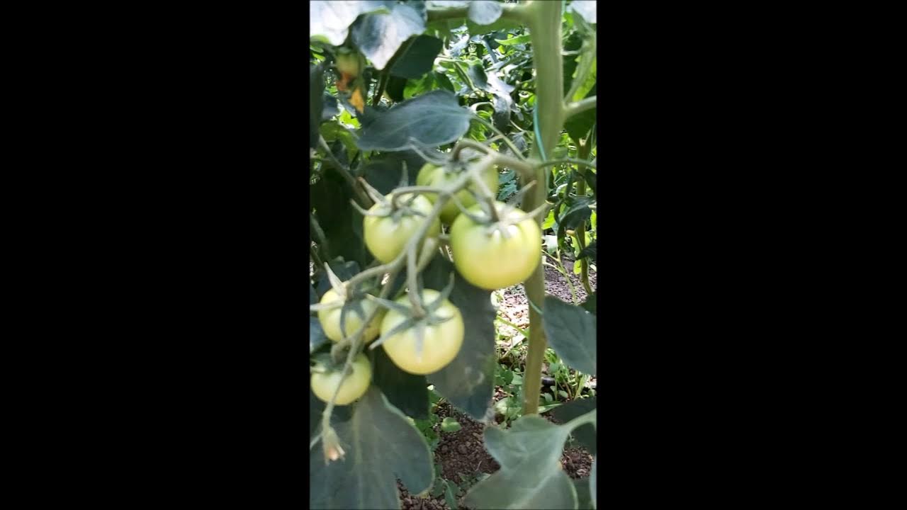 томаты - YouTube