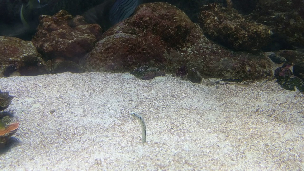 Garden Eel from California Academy of Sciences 2016 - YouTube