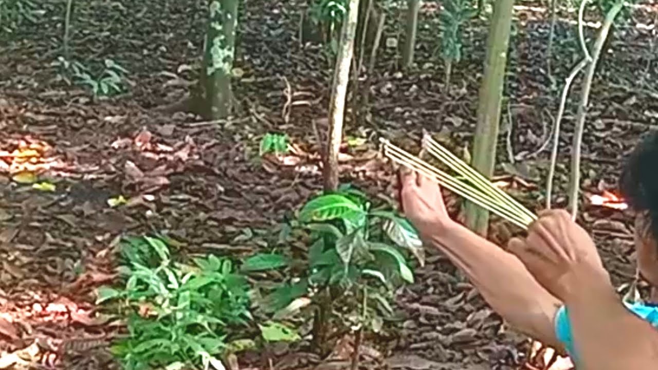 Belajar Bermain Ketapel Modern - YouTube