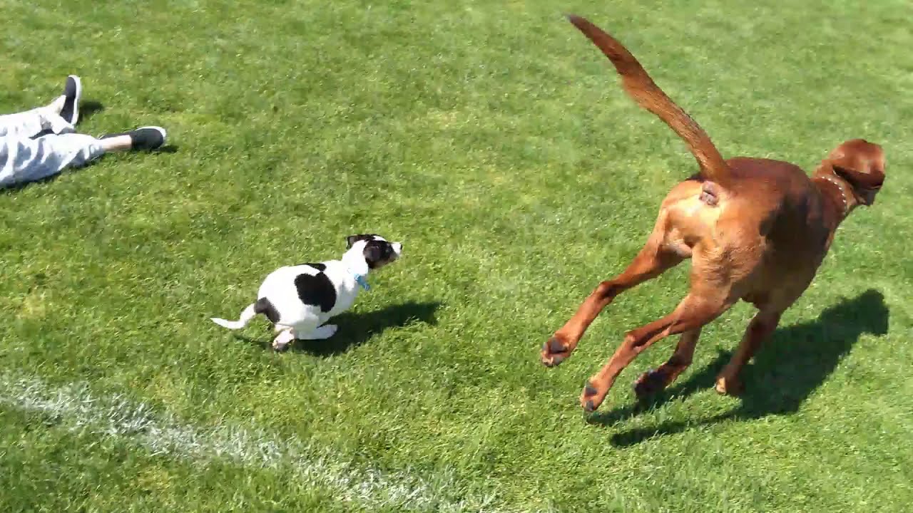 Demonstration of 13 Week Old Rat Terrier Chasing & Play Fighting With ...