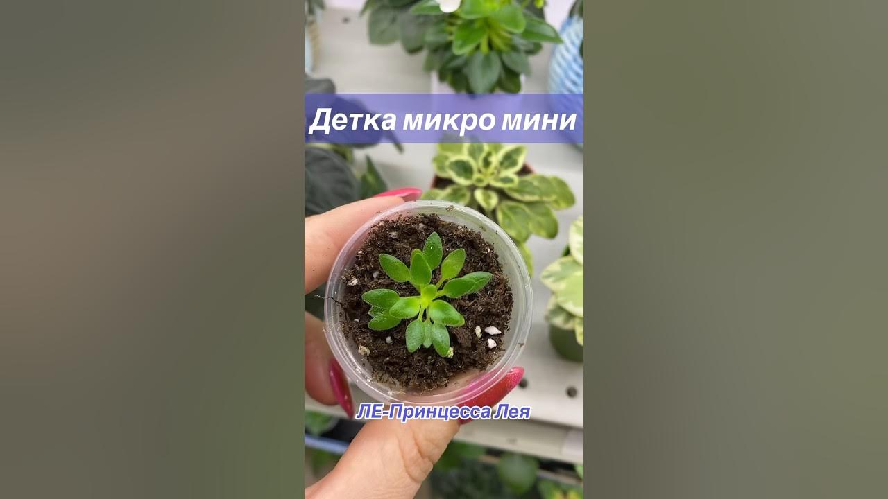 ЛЕ-Принцесса Лея микро мини фиалка. #фиалки #кімнатніквіти #фіалки ...