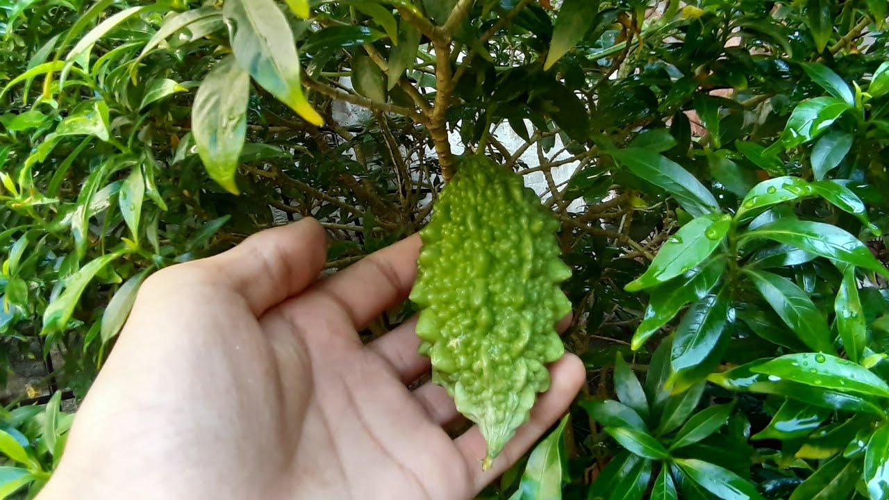 Karela Aur khira ka update ||Bitter gourd and cucumber plant update ...