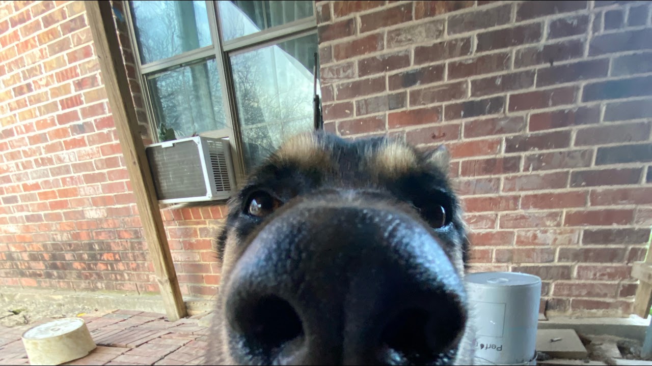 the fuckin glizzy bit me yo - YouTube