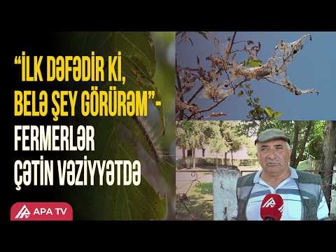 Şimal-qərb bölgəsində yayılan Amerika ağ kəpənəyi ağacları məhv edir |  APA TV
