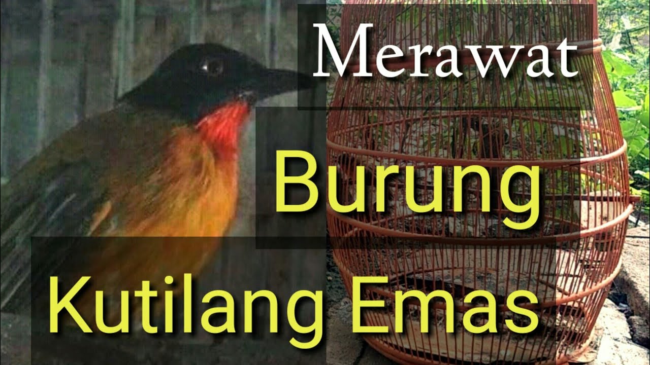Merawat burung kutilang emas agar cepat jinak - YouTube