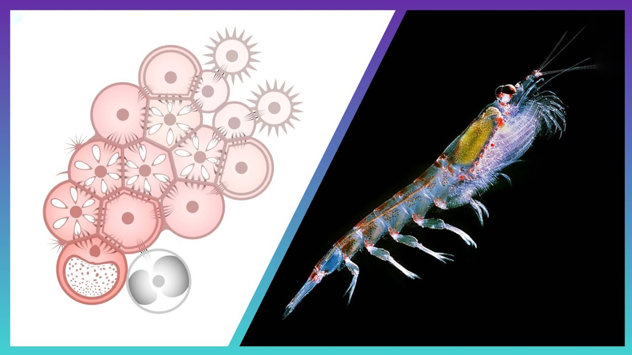 From Water To Heaven: The Little Shrimp's Journey To The Infinite ...