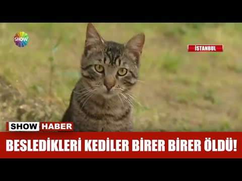 Besledikleri kediler birer birer öldü!
