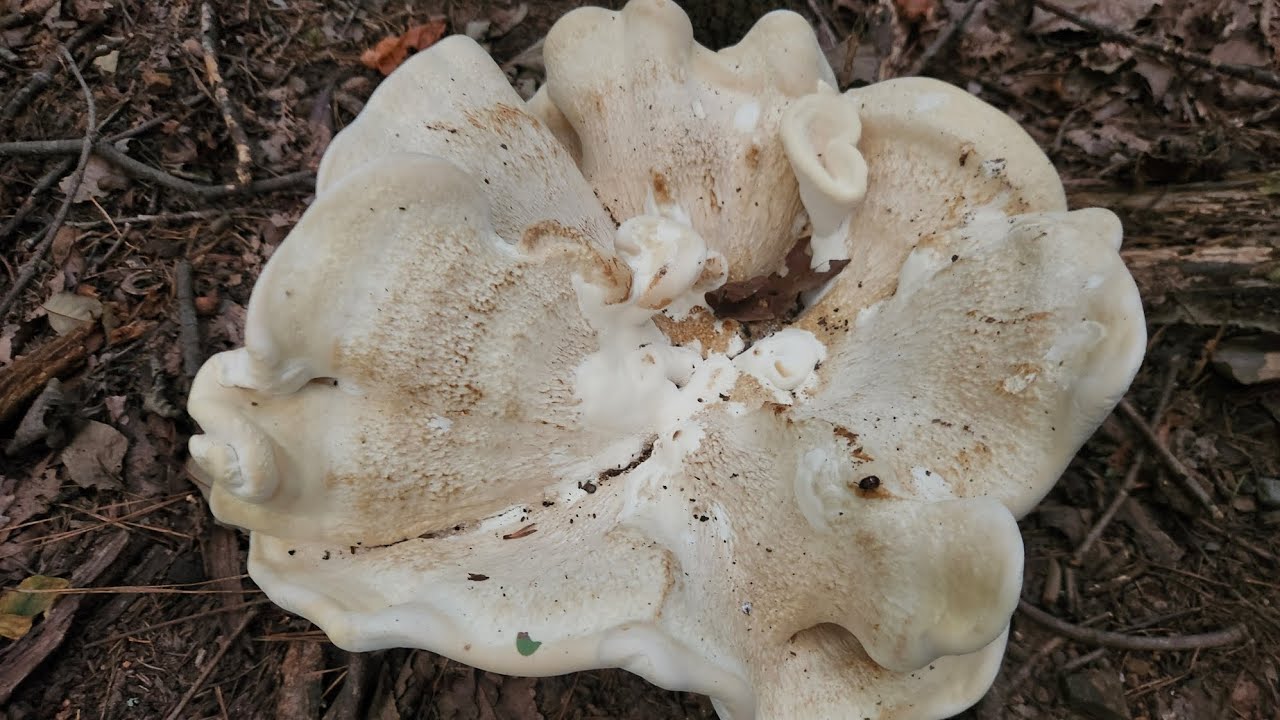 GIANT STUMP BLOSSOM - Bondarzewia berkeleyi AKA Berkeley's polypore, found in North Carolina ...