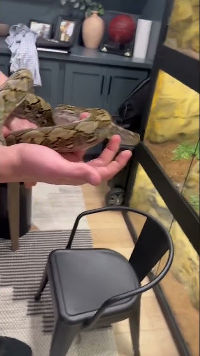 💩 SNAKE POOP! #shorts #animals #wildlife #python #outdoors #snake - YouTube