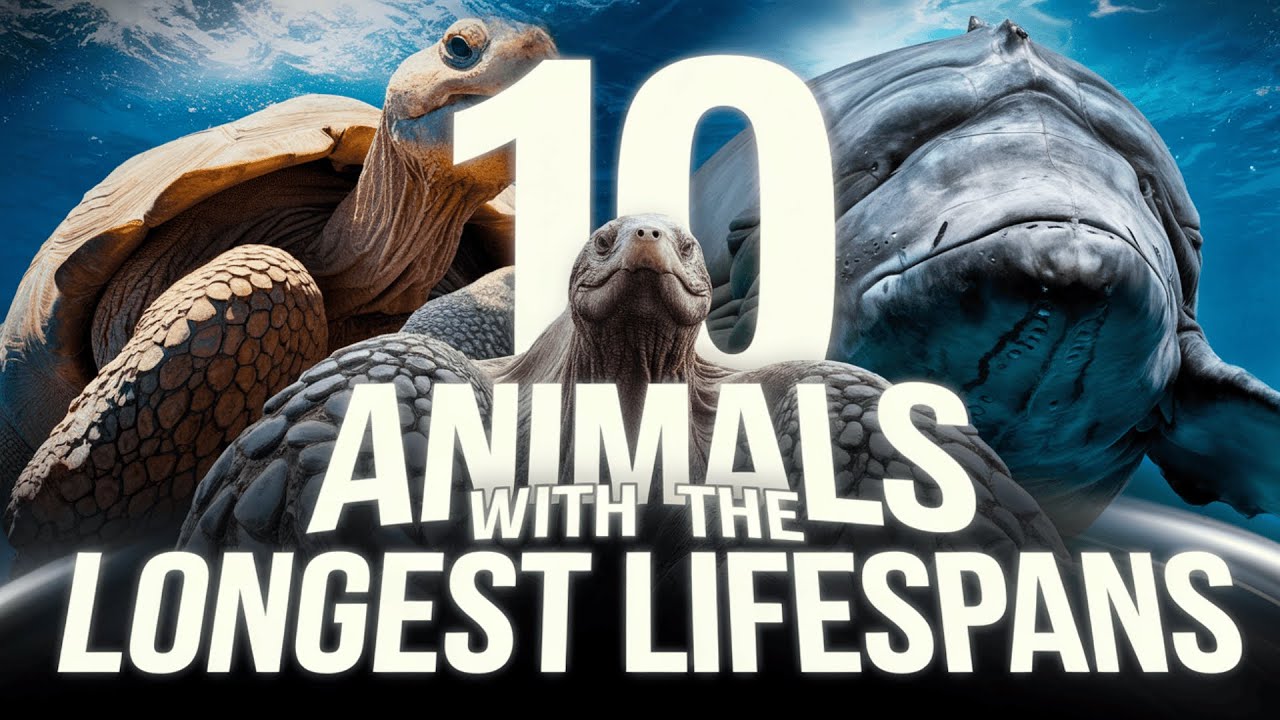10 Animals with the Longest Lifespan | Which Animals Live the Longest ...