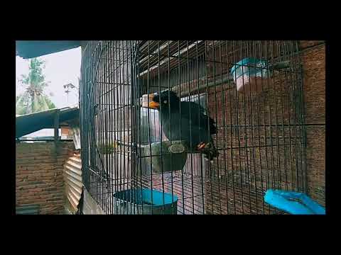 JALAK KEBO PINTAR NGOMONG ( Bisa Tiruin Suara Pemiliknya)