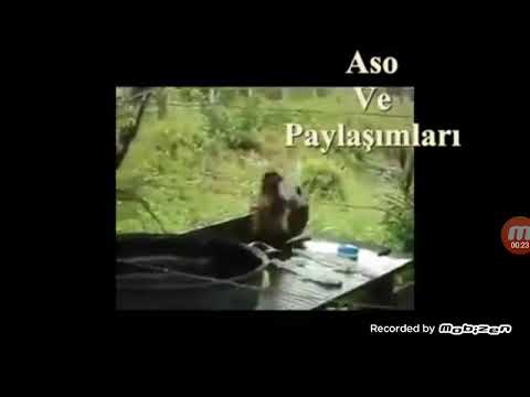 kürtçe konuşan maymun