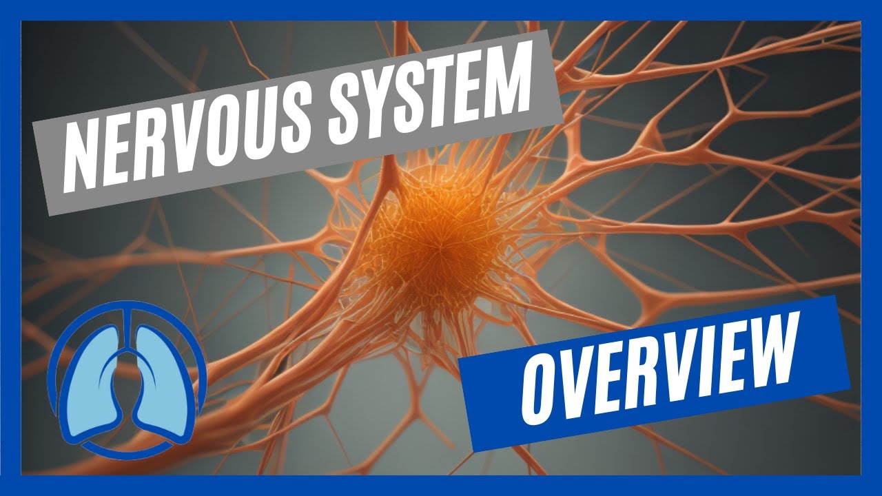 Overview of the Nervous System - YouTube