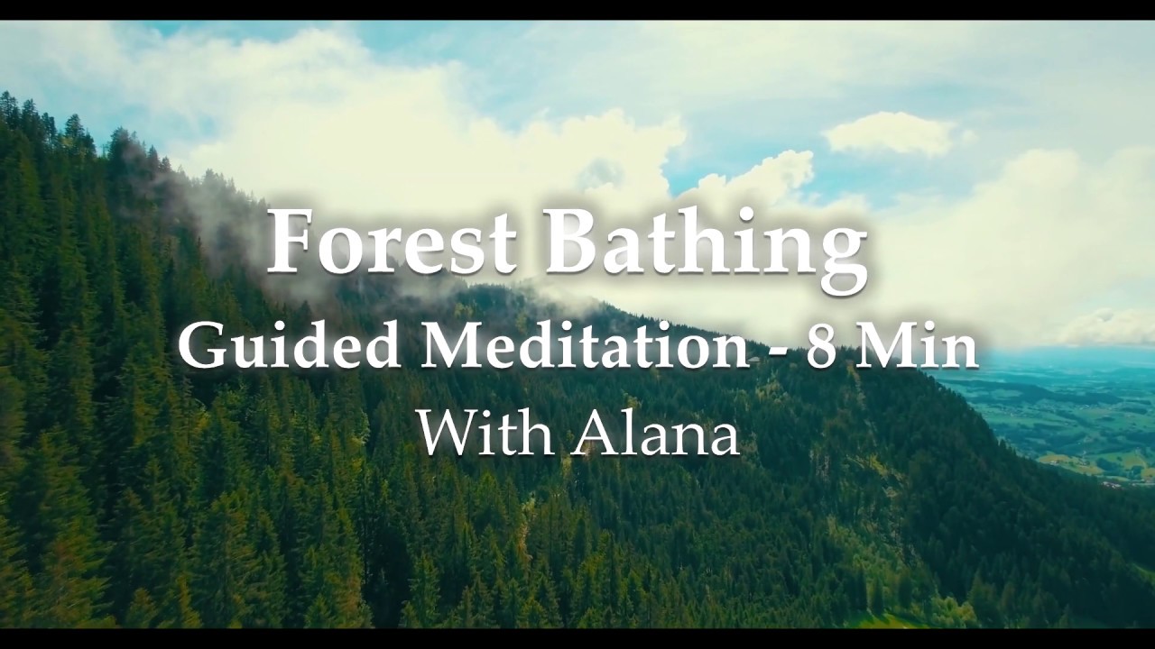 8 Minute Forest Bathing Guided Meditation - For Inner Focus and ...