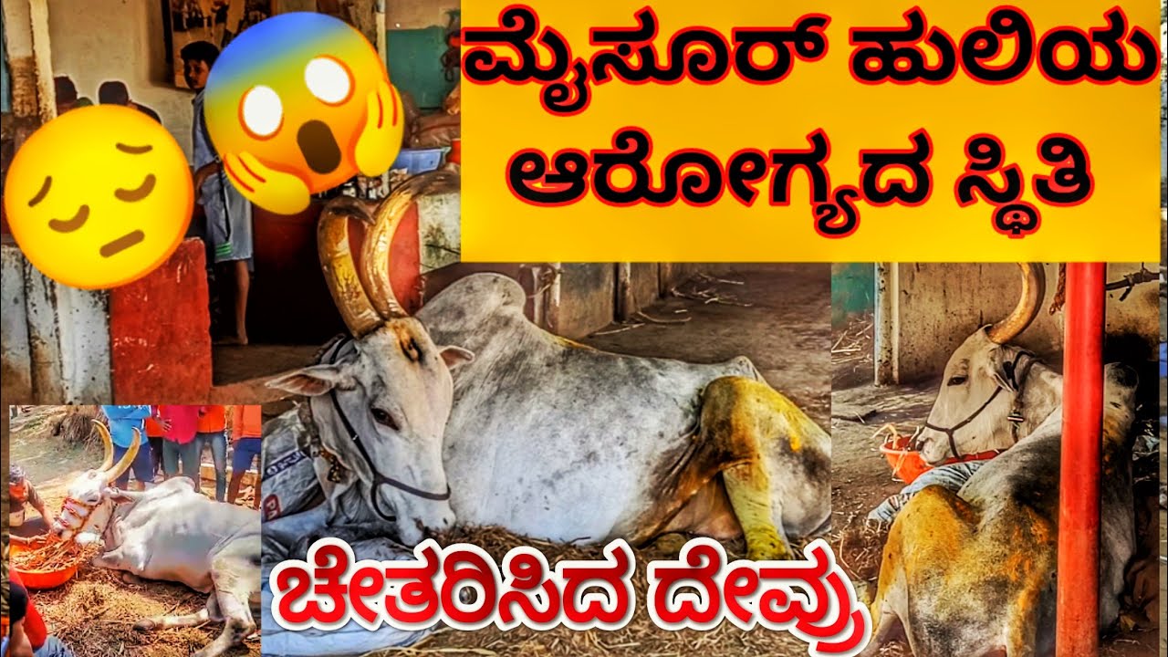 Mysore huli health condition now #gurukt ಮೈಸೂರು ಹುಲಿಯ ಈಗಿನ ಆರೋಗ್ಯ ...