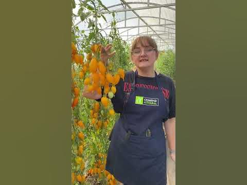 Цыпочка #сад #огород #дача #семенаалтая - YouTube