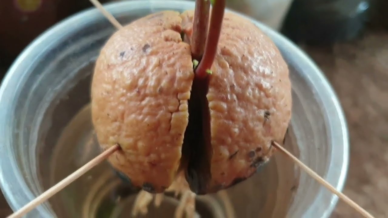 Simple method propagate AVOCADO Tree in water and soil Easy to Grow for ...