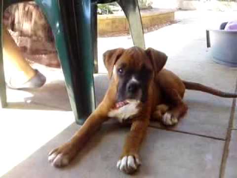 VERY CUTE confused boxer - YouTube