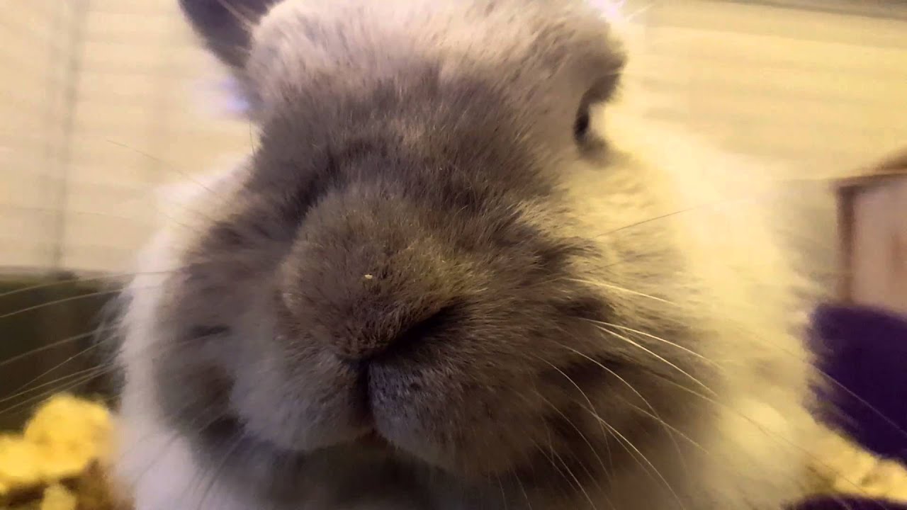 Bunny Rabbit Tilly Nose Twitching, Falling Asleep - YouTube