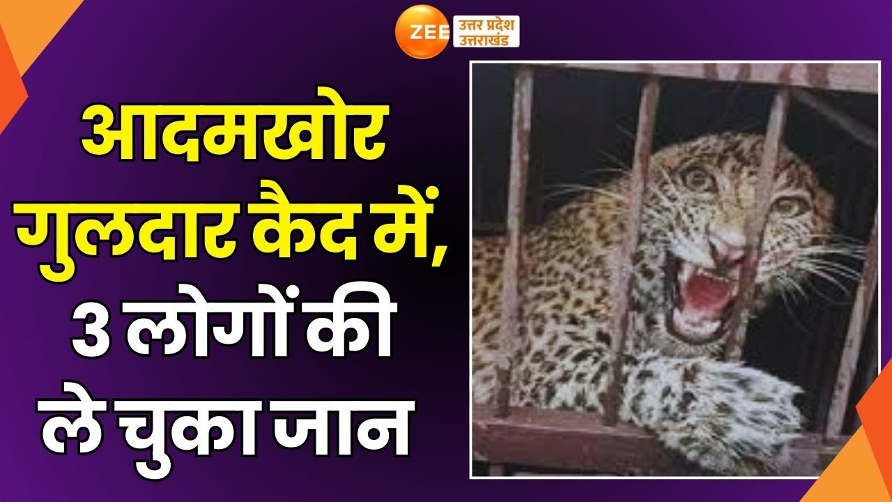 Bijnor Leopard Caught: आदमखोर गुलदार कैद में... 3 लोगों की जान ले चुका ...