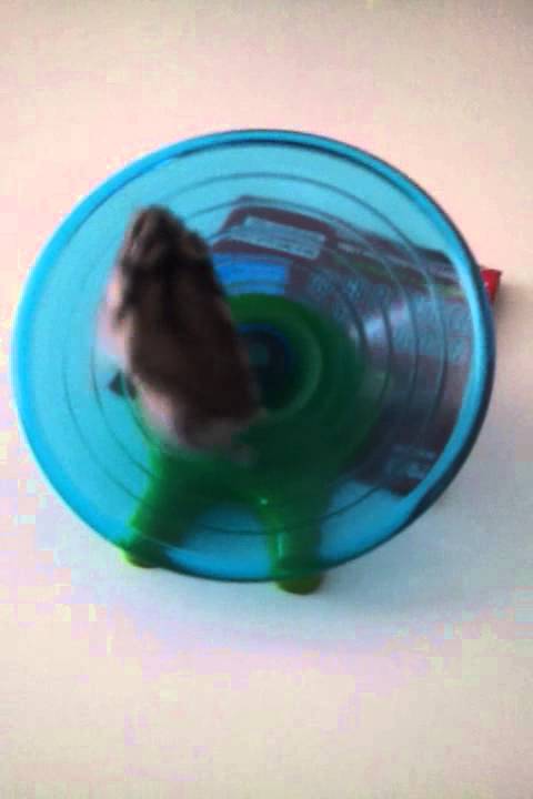 Hamster falling of wheel - YouTube