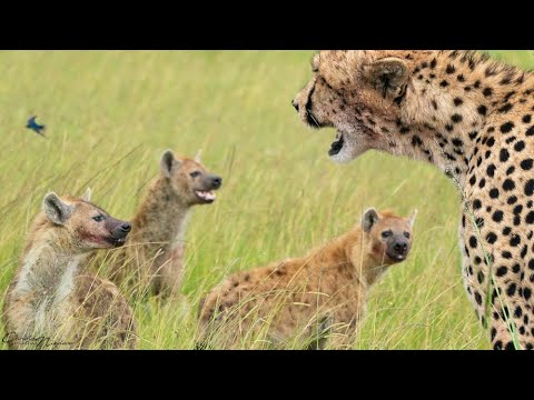 Howling hyenas steal well-earned prey from cheetahs - YouTube