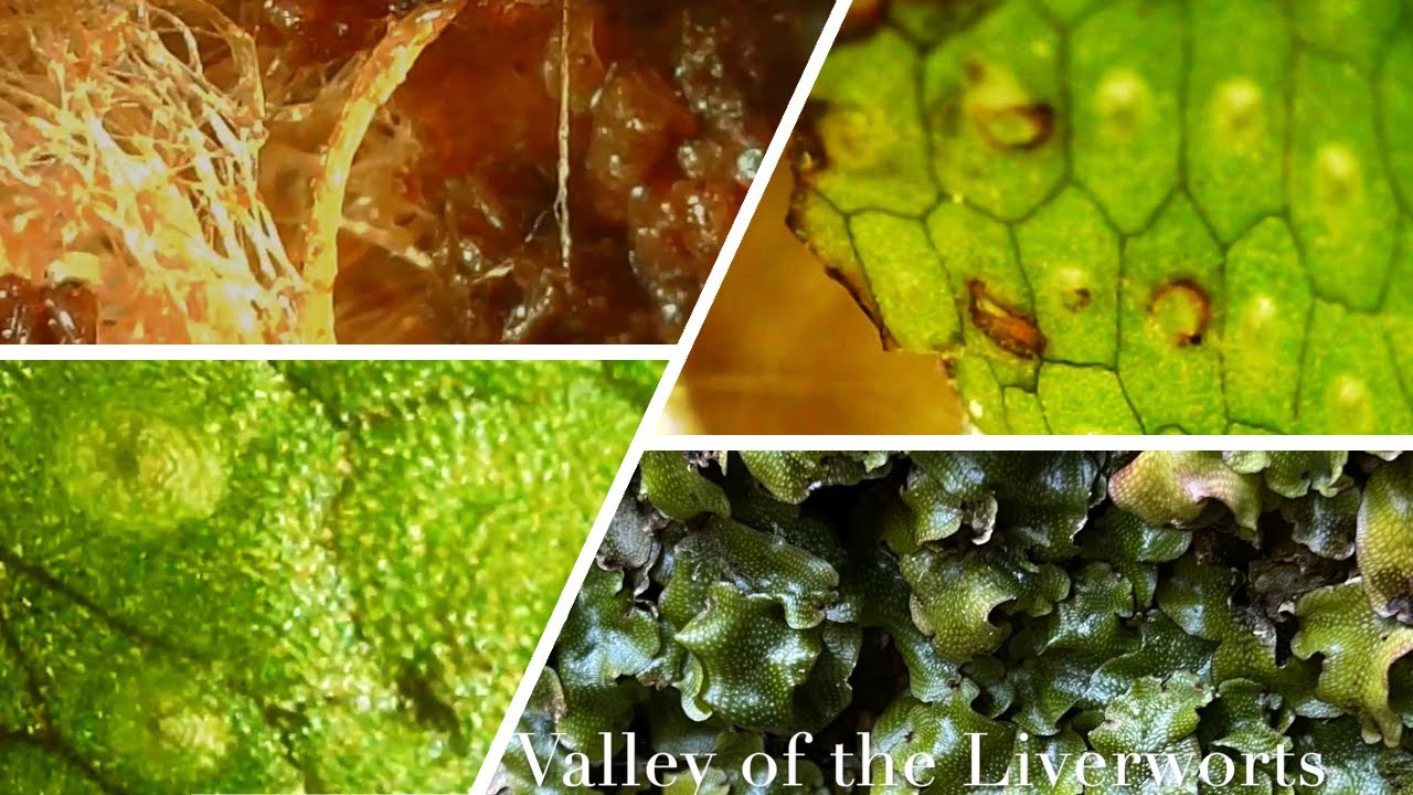 Liverwort Under Microscope