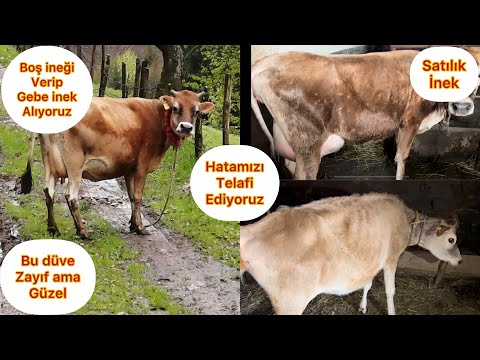 İNEK İSTEYEN ARASIN / BOŞ İNEĞİN YERİNE YENİ İNEK / BU DÜVEDE IŞIK VAR
