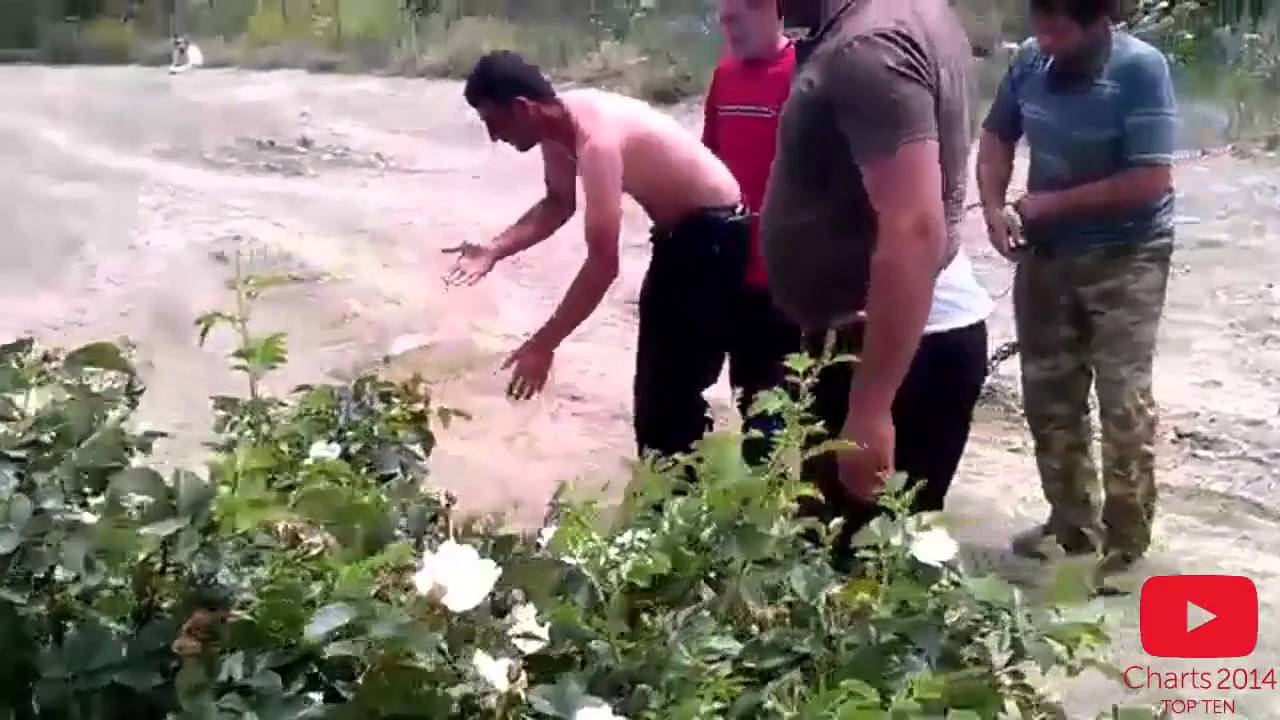 Reverse dog rescues...yeah... - YouTube