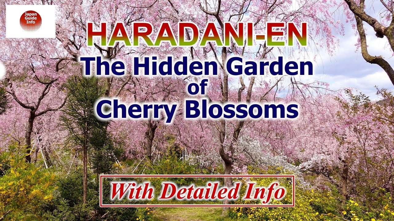 "HARADANI-EN" The Hidden Garden of Cherry Blossoms [With Detailed Info ...