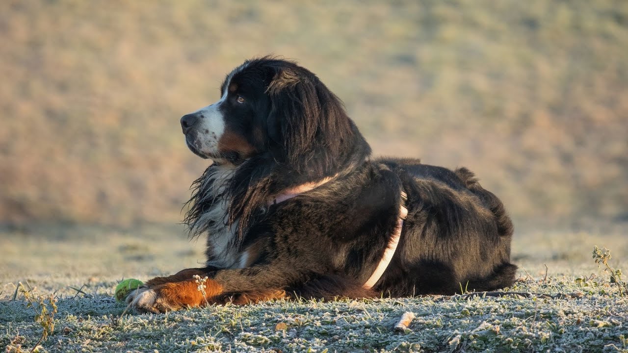 1980605How do Bernese Mount - YouTube