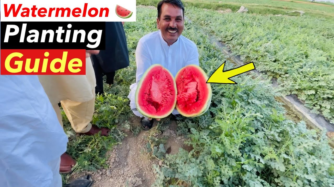 How to Grow Watermelons - Complete Growing Guide - YouTube