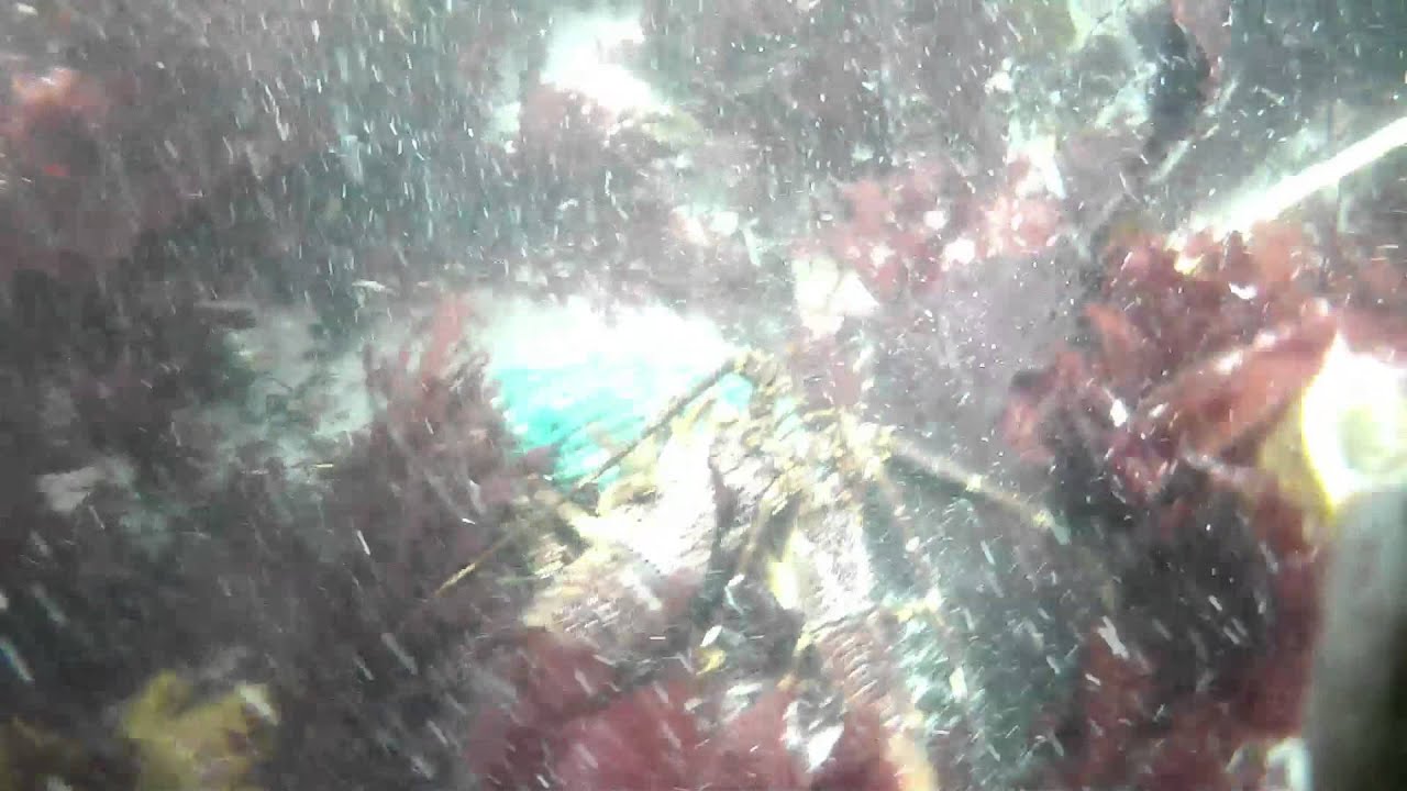 Catching West Coast Rock Lobsters on Boxing Day 2013 - YouTube
