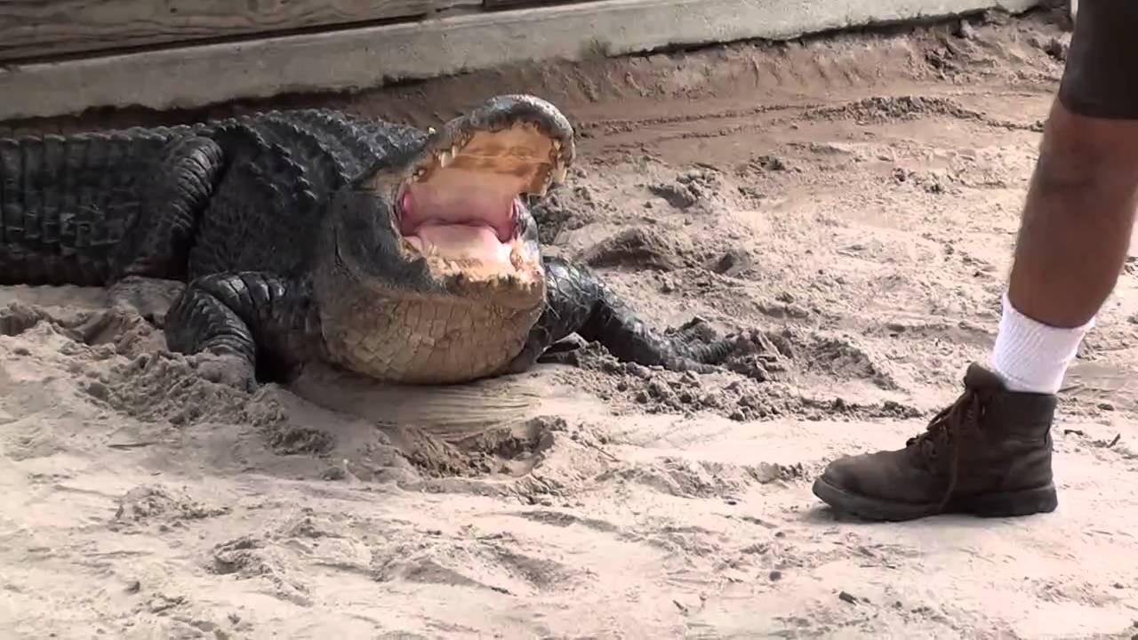 Alligator snap at Show in Everglades - YouTube