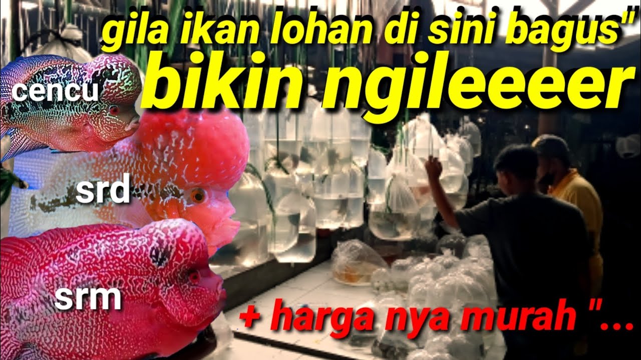 UPDATE || harga ikan hias di pasar ikan hias parung bogor | lapak ikan ...