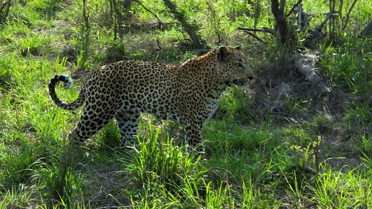 Hunting Leopard - YouTube