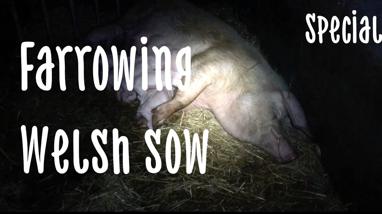 Farrowing Special // pedigree welsh sow // rare pig breeding // welsh ...