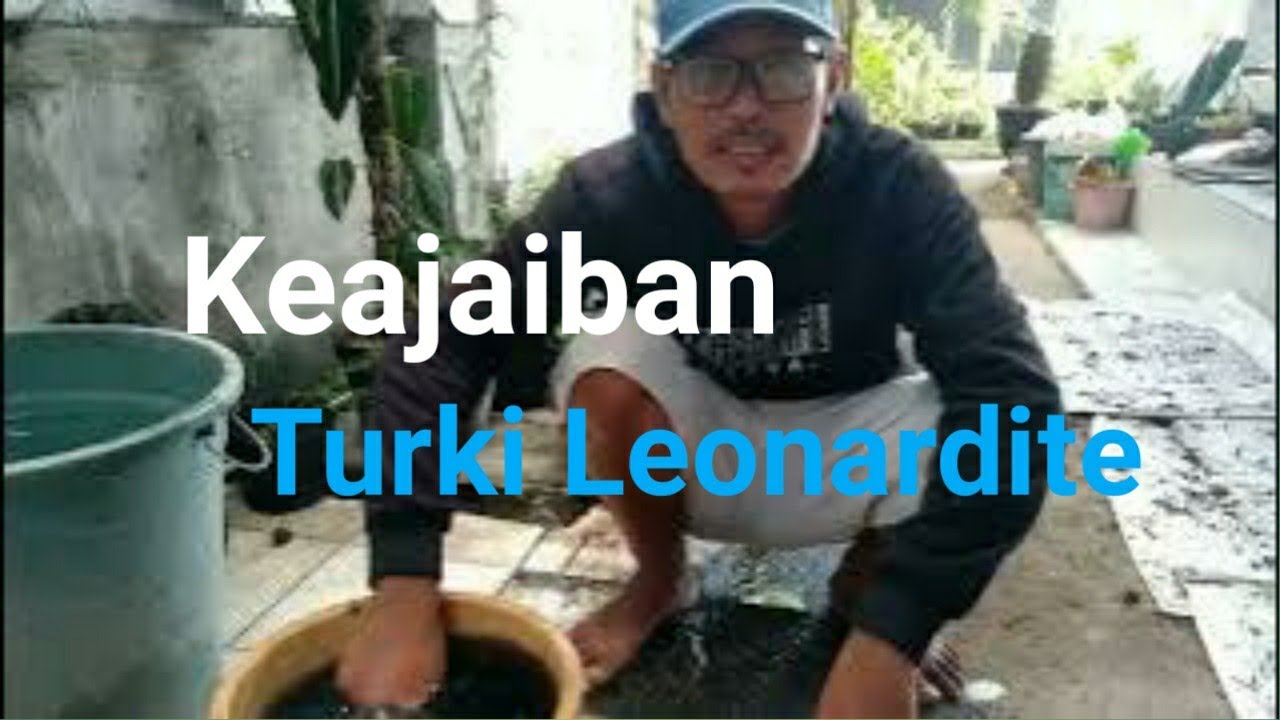 Mengungkap Keajaiban Turki Leonardite: Aplikasi dan Manfaatnya yang ...