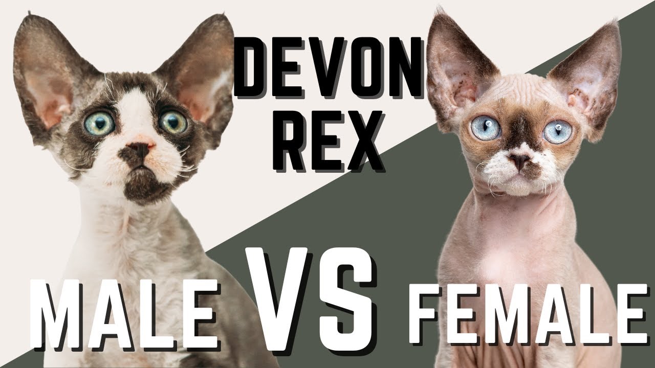 Male Devon Rex Cat VS Female Devon Rex Cat - YouTube