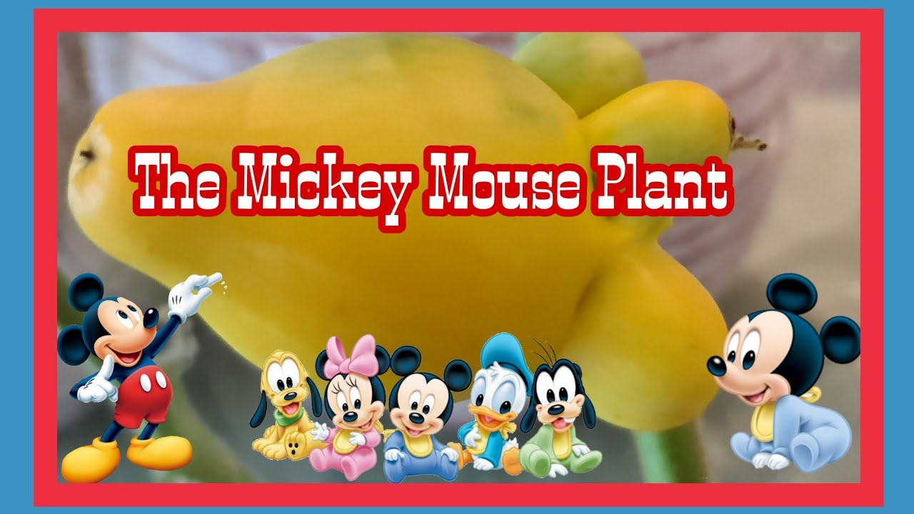 The "Mickey Mouse" Plant | Brisbane Australia - YouTube