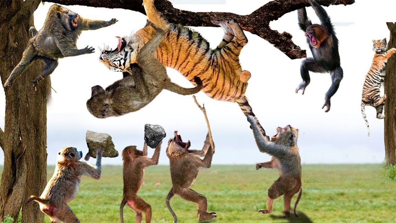 Monkeys Are Too Intelligent! Mischievous Monkeys Take Down Ferocious ...
